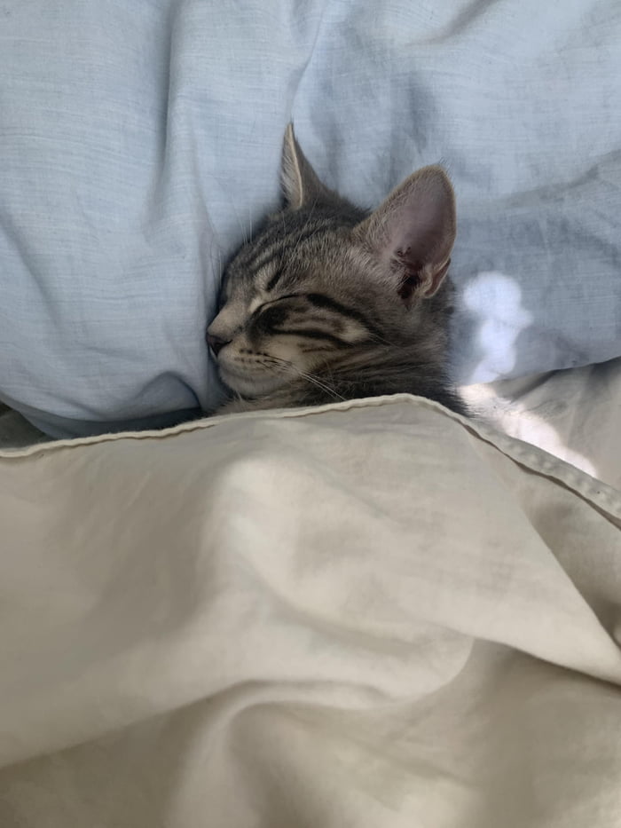 Sleepy kitty - 9GAG