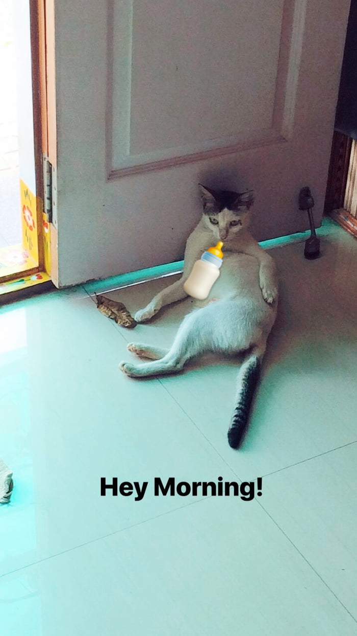 Mrng Pussy 9gag