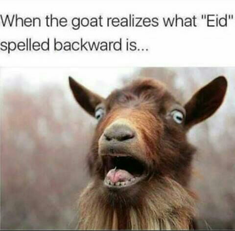 When the goat realise what "EiD". - 9GAG