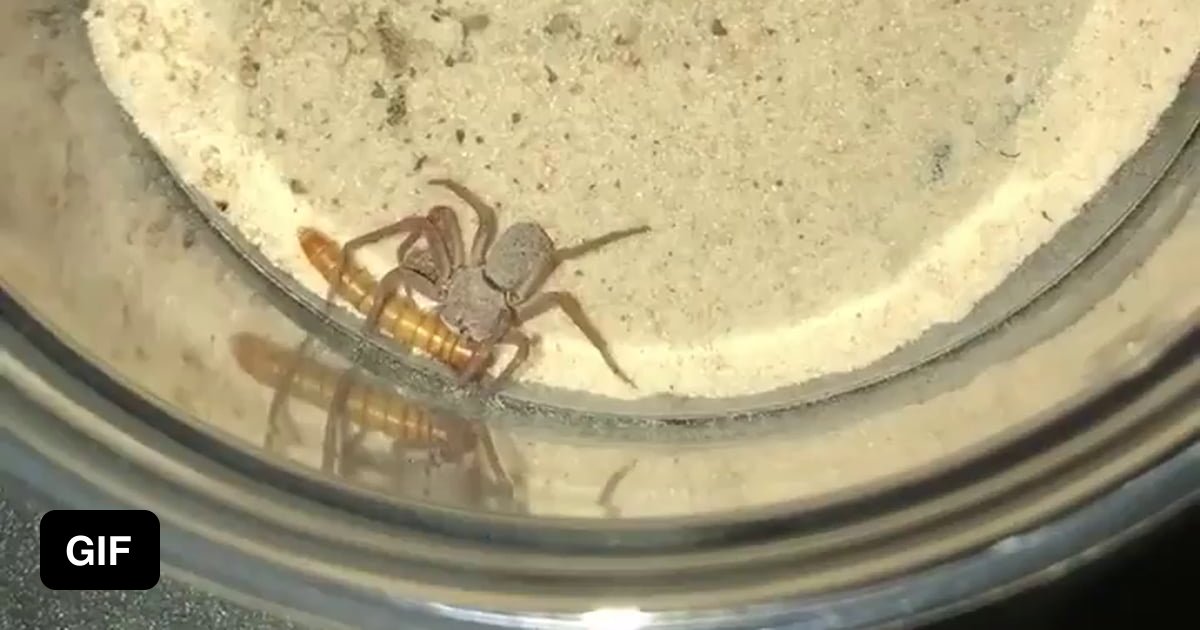 This spider freaks out about a bug the way I'd freak out about him. - 9GAG