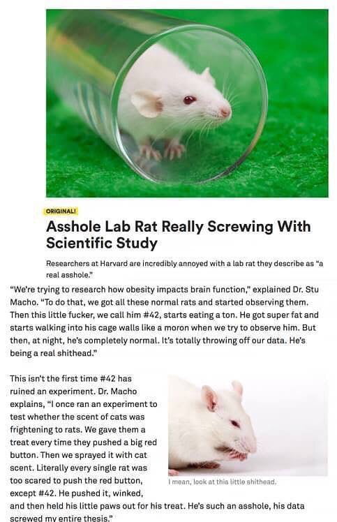 Asshole Rat - 9GAG
