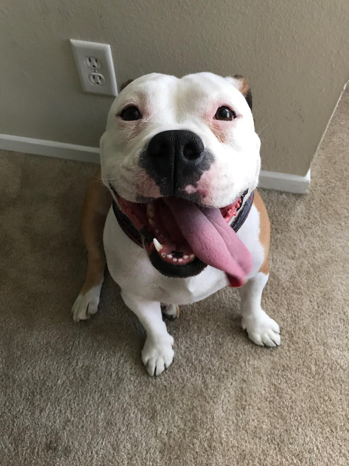 Celebrating one year of adopting this goober! Can’t imagine my life ...