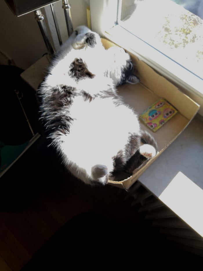 Cat loves the spring - 9GAG