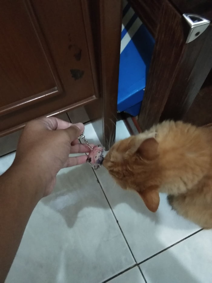 My cat apparently likes Astolfo - 9GAG