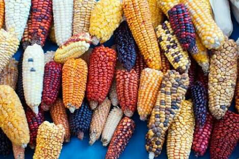 Some of the huge diversity of the mexican corn - 9GAG