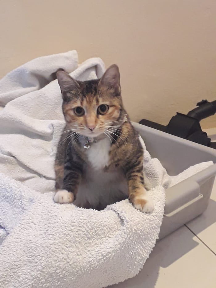 Little chungus! - 9GAG