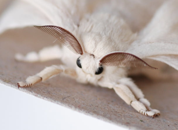 This is a ultra fluffy poodle moth - 9GAG