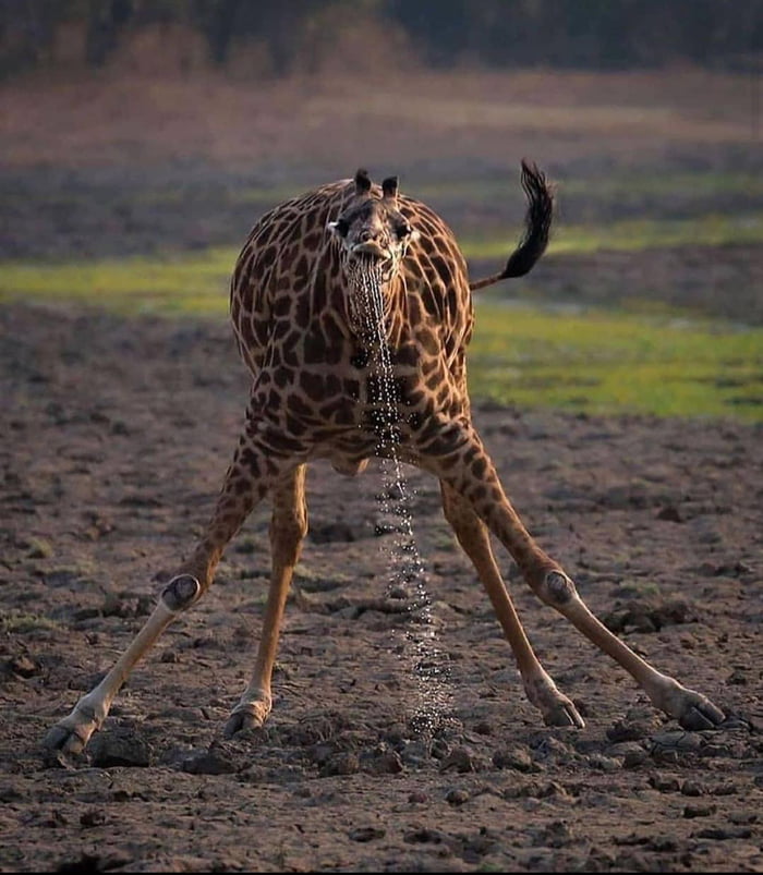 Giraffe drinking water in the most awkward way - 9GAG