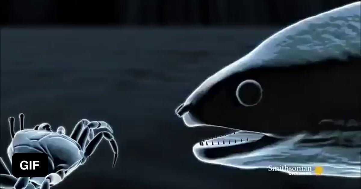 How an eel's double jaw mechanism works - 9GAG