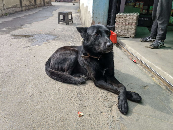 Not my pet but a Chilled out dog! - 9GAG