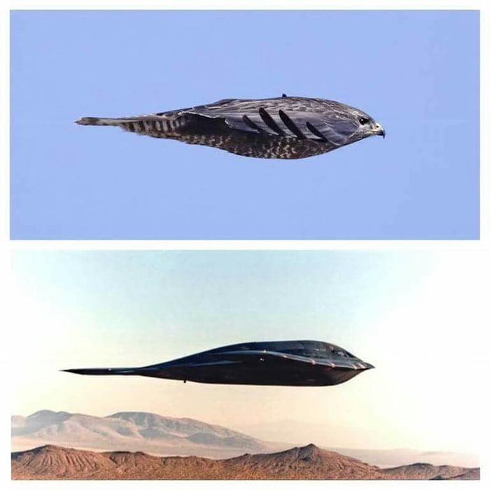 Side profile of the B2 bomber and Peregrine Falcon - 9GAG