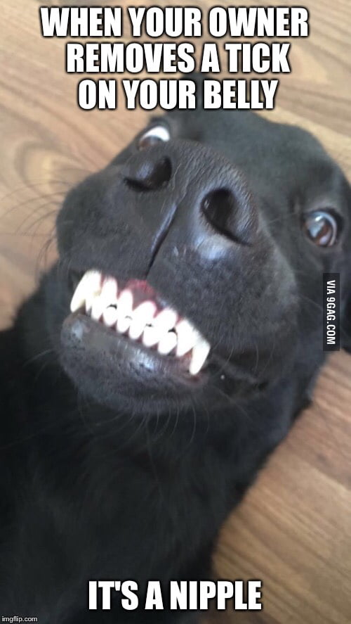 Disgusted Dog - Let's make her a meme! - 9GAG