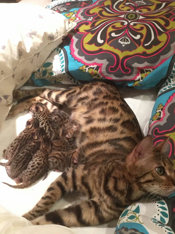 Shes A Mommy 9gag