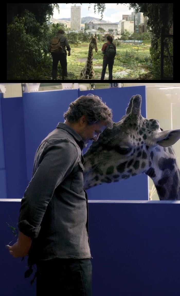 Turns out the giraffe was real - 9GAG