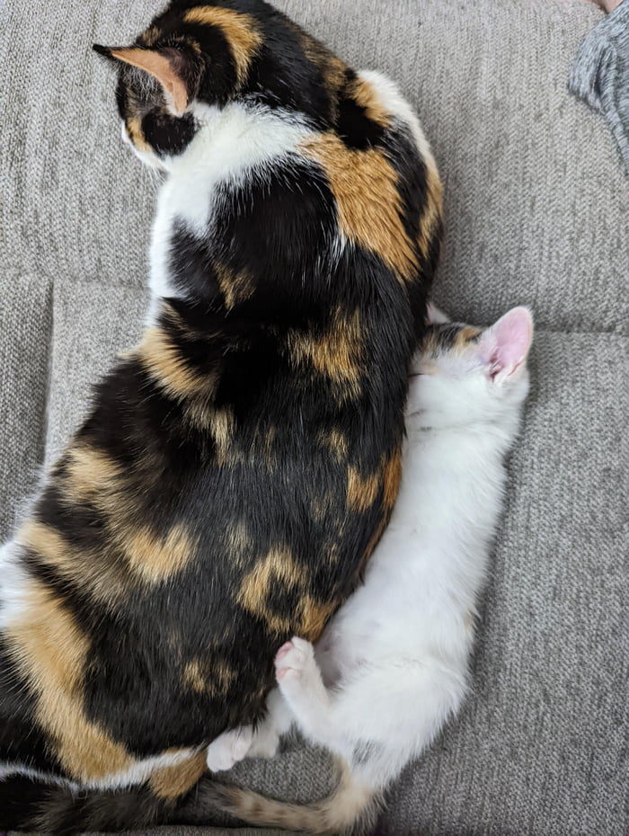 Smol illegally impersonating the big spoon - 9GAG