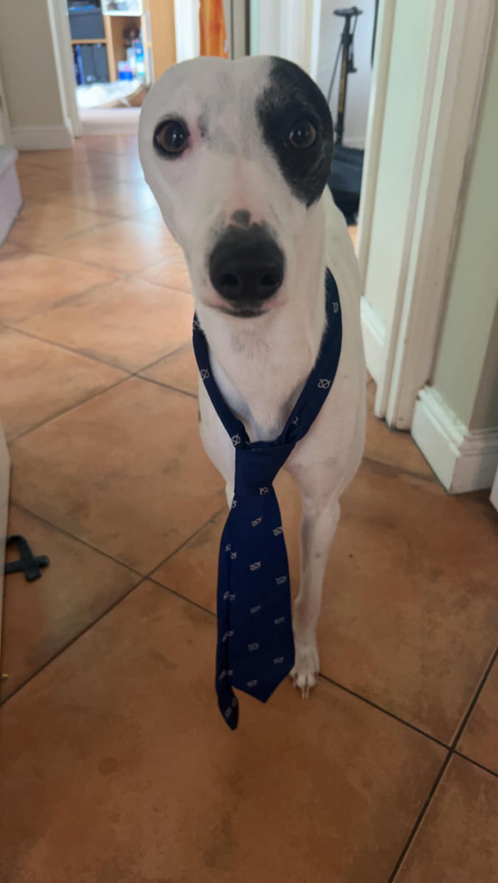 Business dog very good at making deals - 9GAG