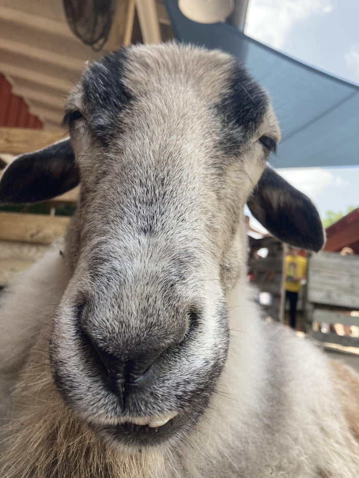 This goats face - 9GAG