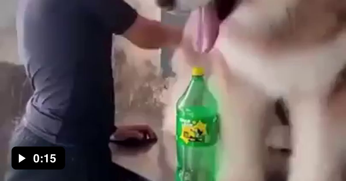 Huge dog get refresh - 9GAG