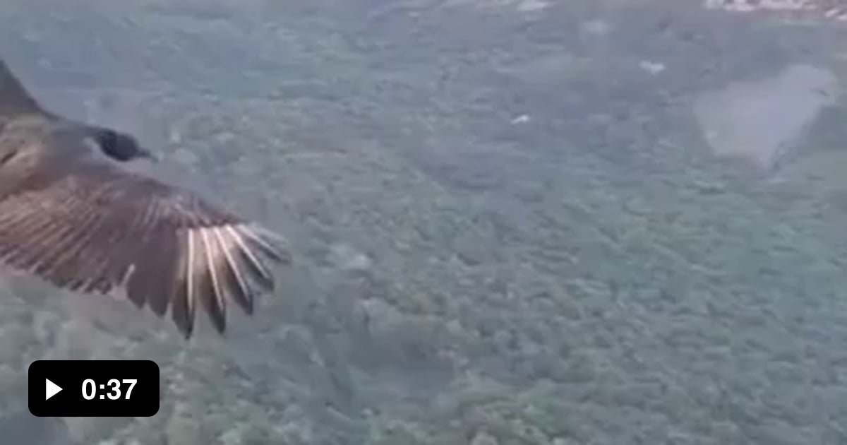 Skydiving with bird - 9GAG