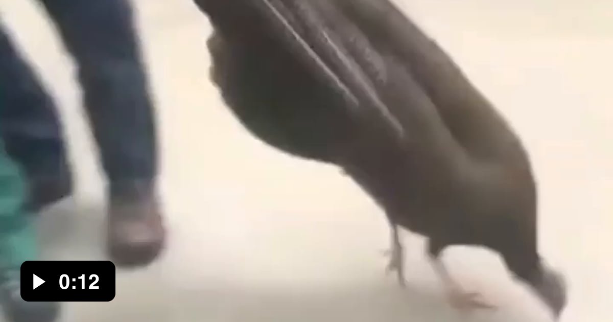 This birds mating dance display - 9GAG