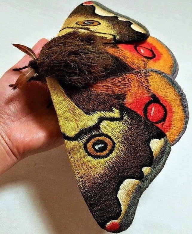 Japanese Giant Emperor Moth - 9GAG
