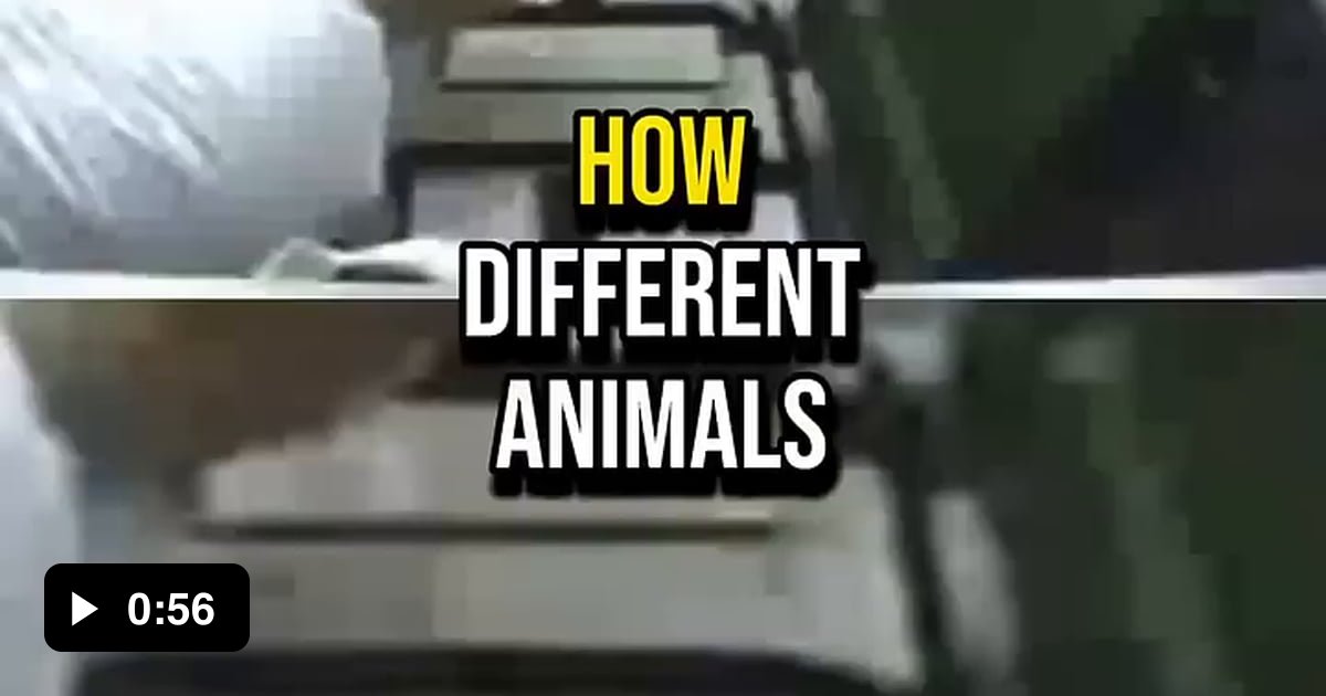 How Different Animals React to Zero Gravity - 9GAG