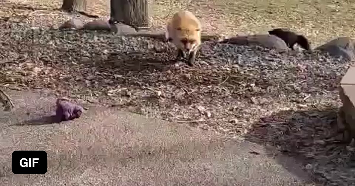 A fox a day keeps the stress away - 9GAG