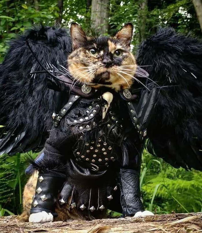 Winged doom cat - 9GAG