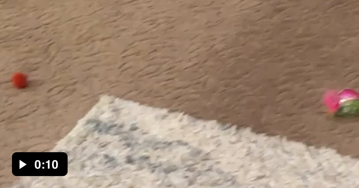 Kitten stampede!!! - 9GAG