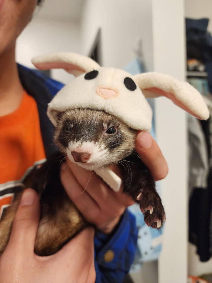 Squingus in hat - 9GAG