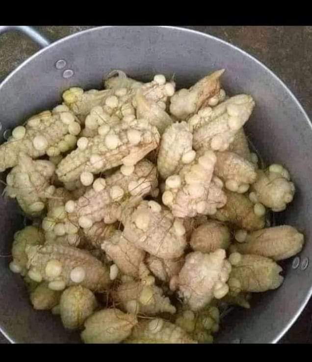 Non GMO Purely nature grown wild corn - 9GAG