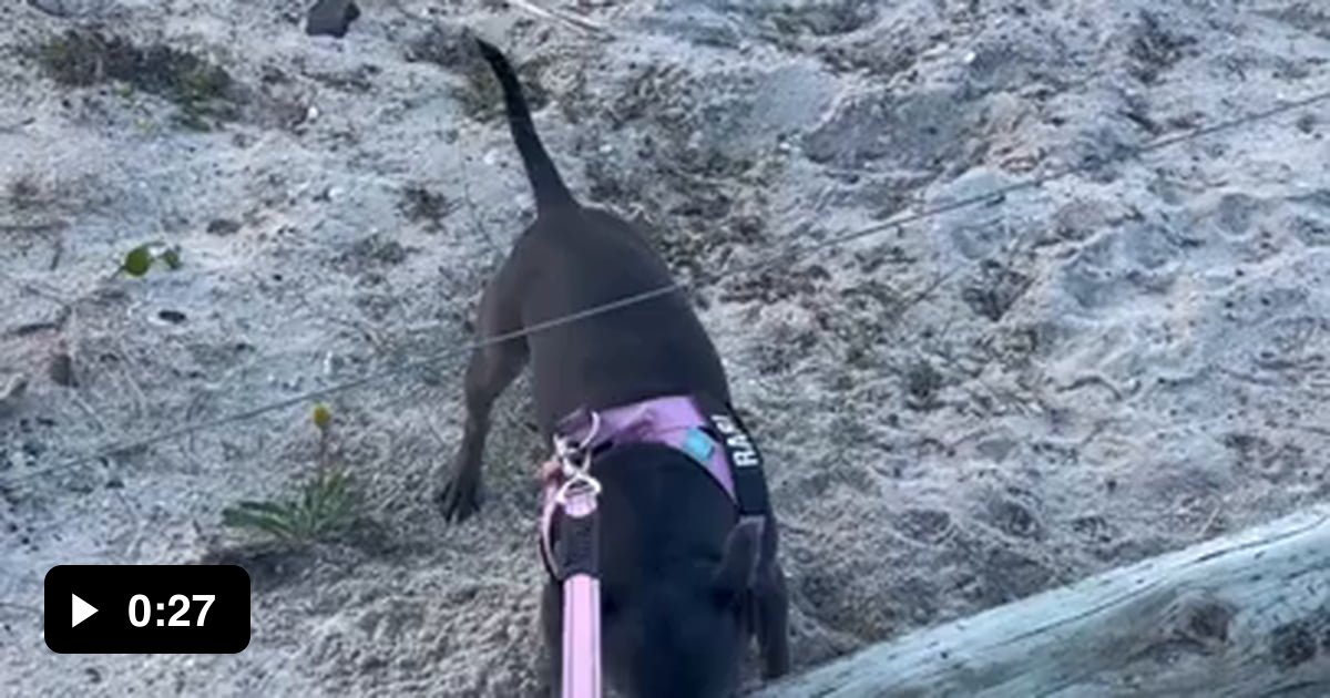 Best Stick Ever - 9GAG