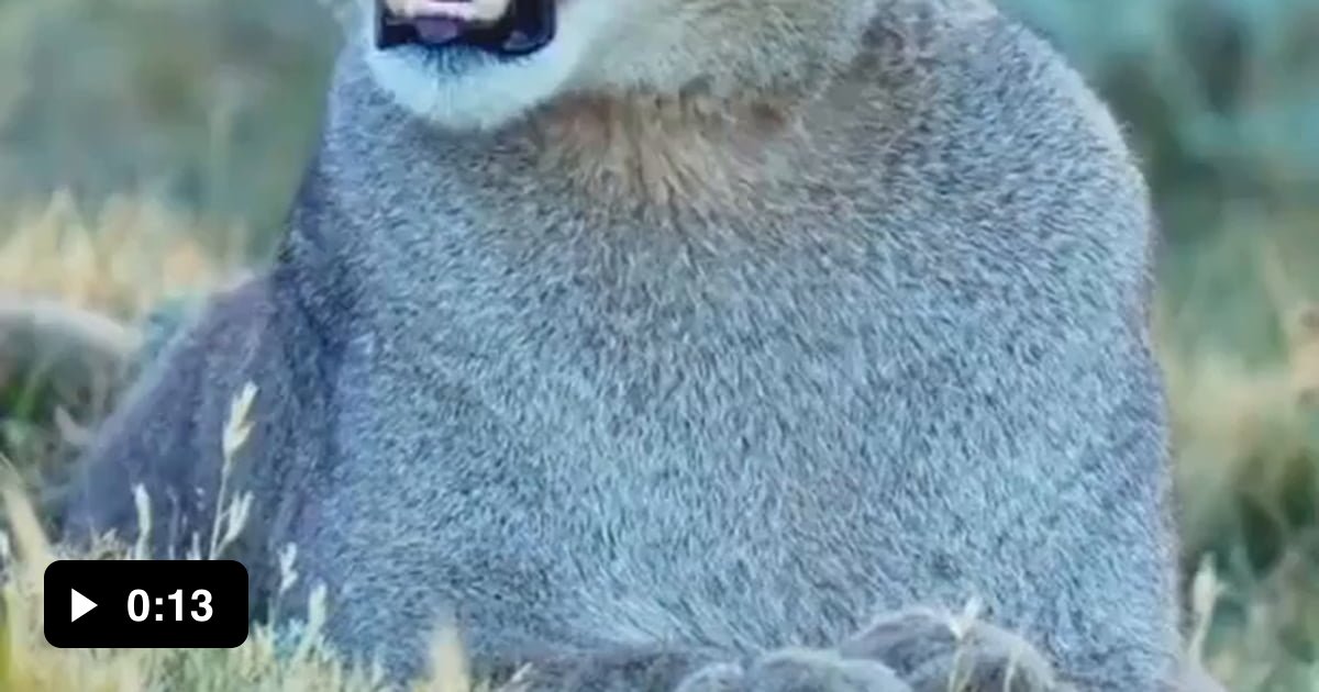 The sound of a Puma. - 9GAG