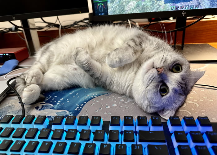 The legendary white Gaming Cat - will give you +6 to luck - 9GAG