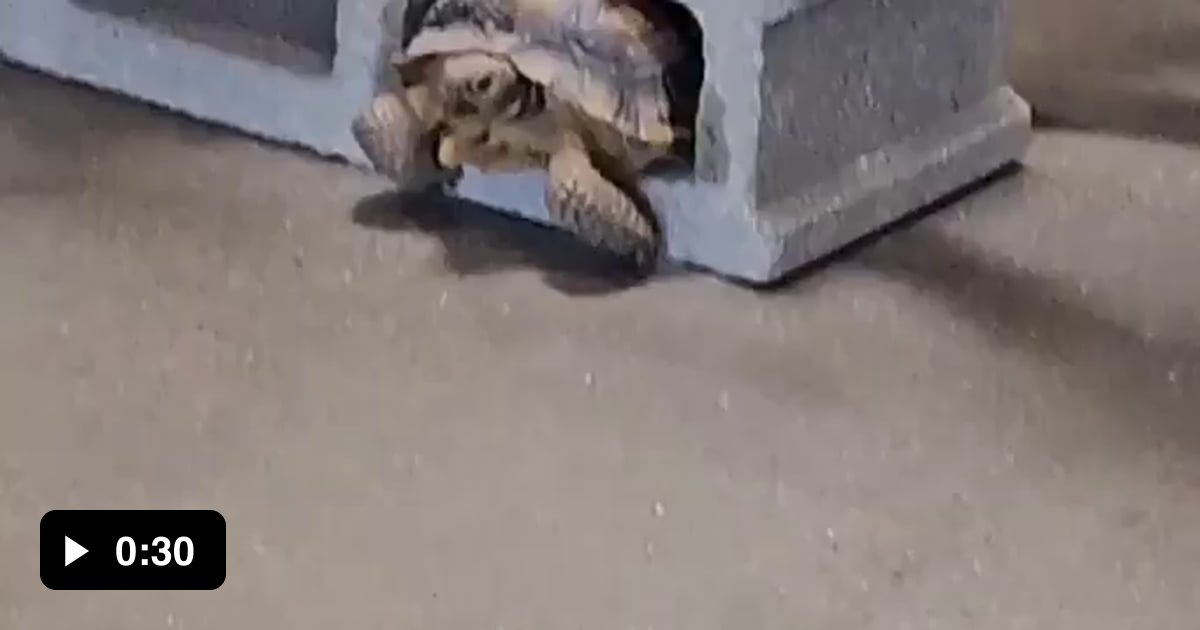 Rescuing a Tortoise that got stuck in a cinder block. - 9GAG