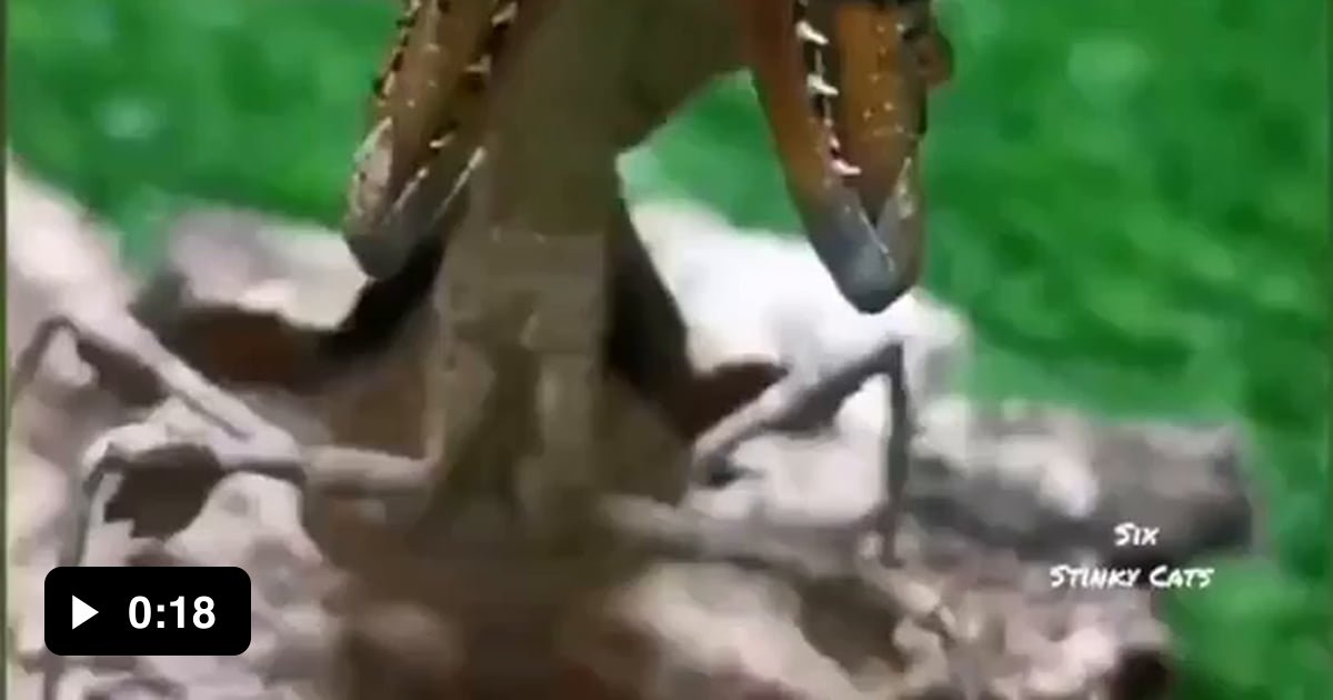 The Malaysian Dead Leaf Mantis mimicking a mouth with teeth to scare off predators - 9GAG