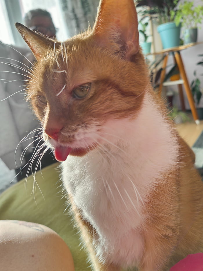 This is Max. Max turns 16 soon. He decided to do the blep and send good ...