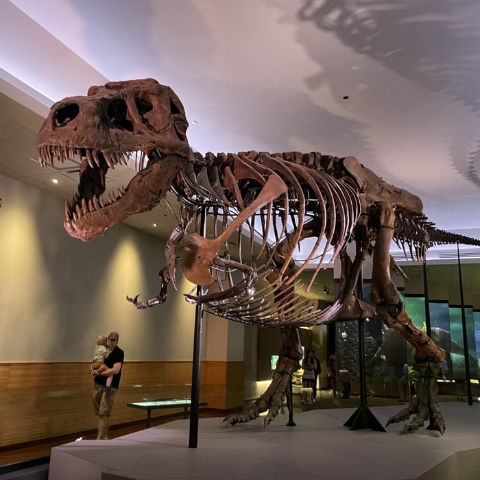 Sue the T-Rex, the biggest unit of its species ever discovered. Also ...