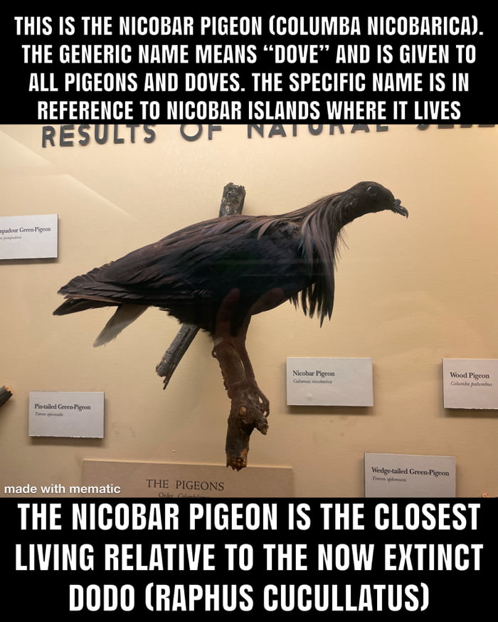 Photographed at Chicago Field Museum. Unlike most other pigeons ...