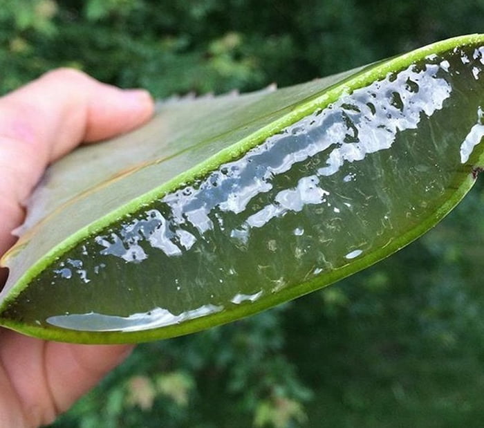 Perfect Chunk of Aloe - 9GAG