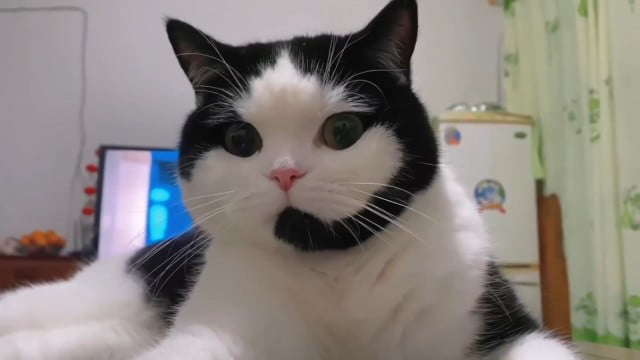 Call center-kitty is ready for your call:) - 9GAG