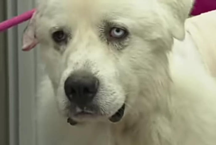 Farm herd Casper, who faced off 11 coyotes and killed 8 of them. He was ...