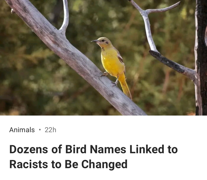 Damn birds are racis! - 9GAG