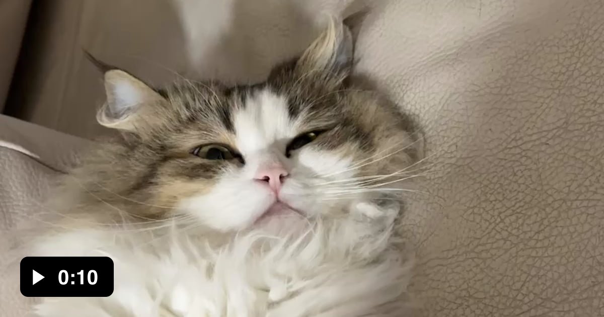 LOOK AT THE PAWS - 9GAG