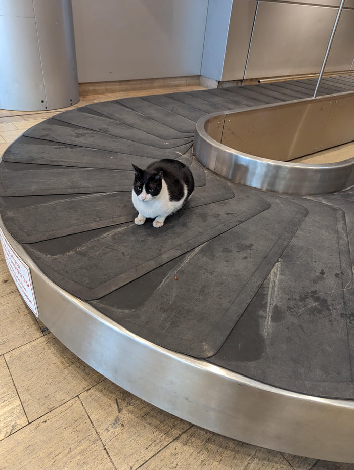 Airport Security Cat - 9GAG