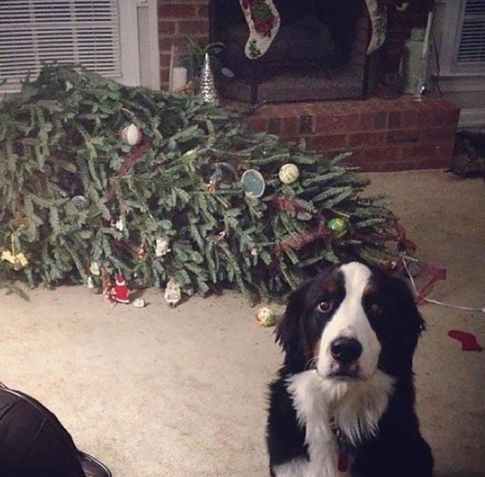 "Thank goodness Human! You're home! The Christmas tree just fainted" - 9GAG