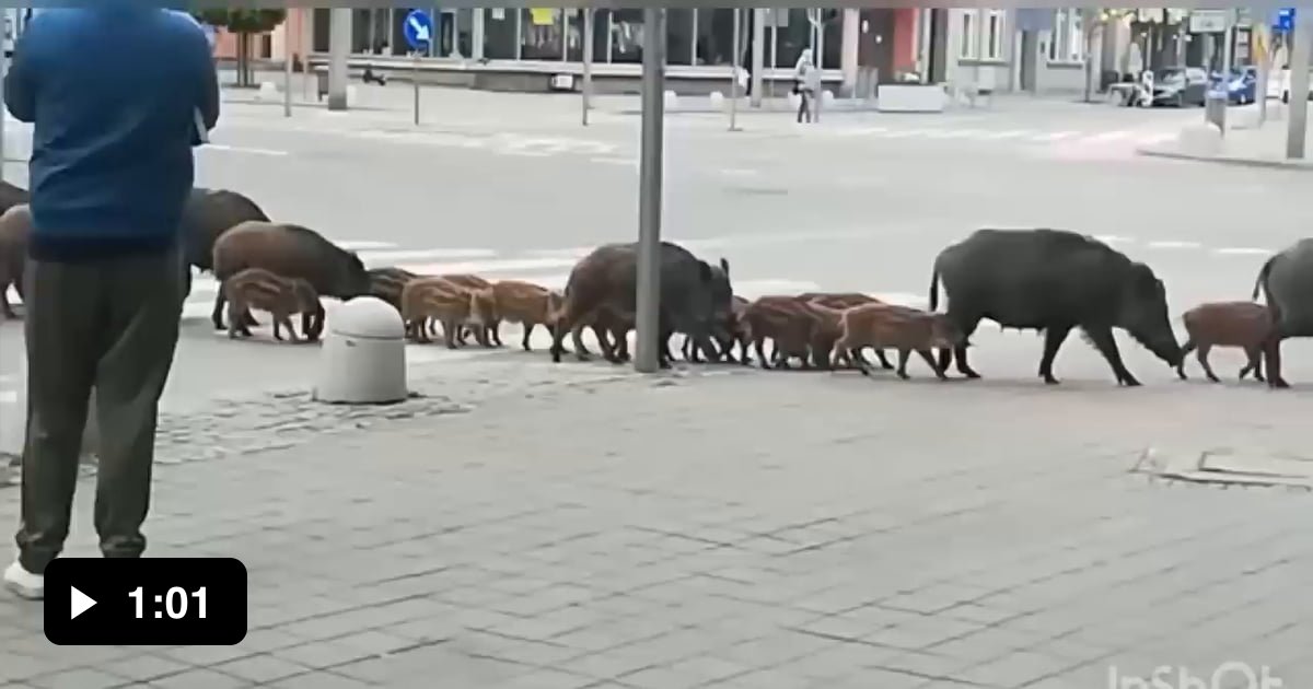 Boars family in the city centre Gdynia, Poland - 9GAG