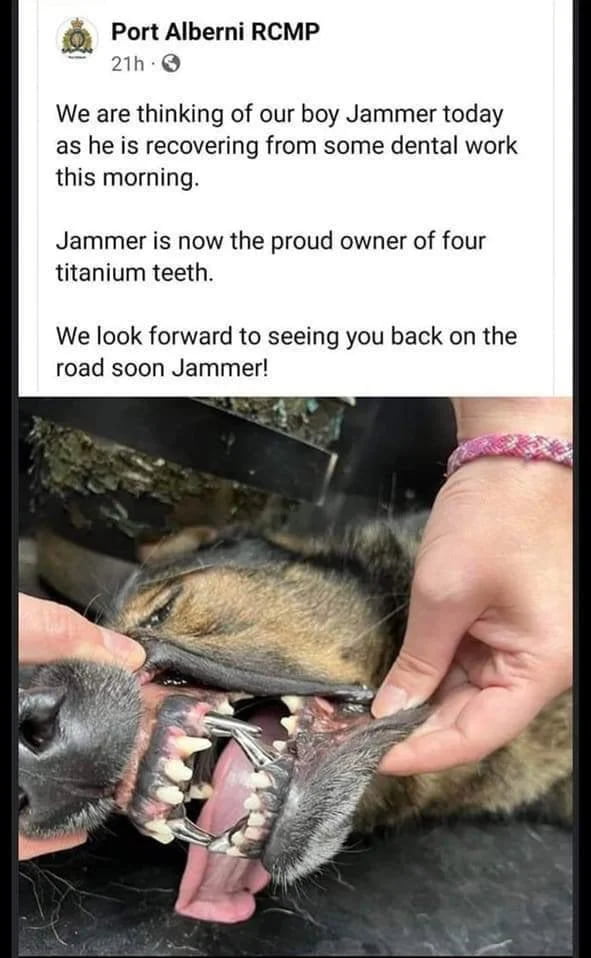 You dont wanna mess with police dogs.. - 9GAG