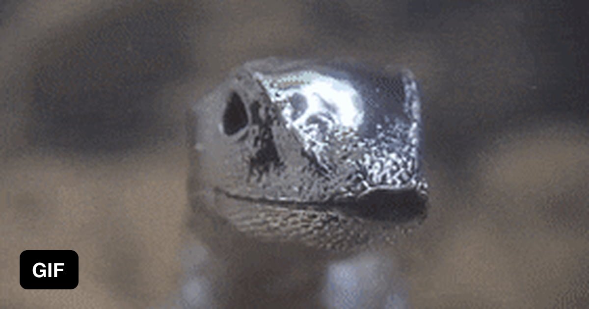 Anolis aquaticus, commonly known as the water anole, is a species of ...