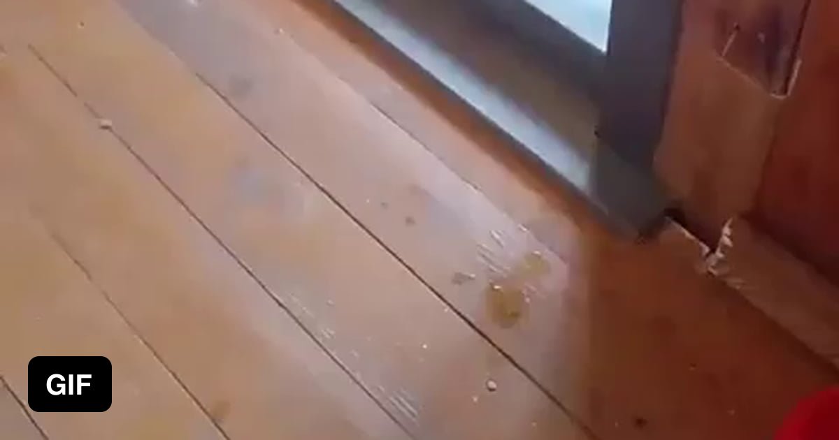 Two fuzzy little babies playing together - 9GAG